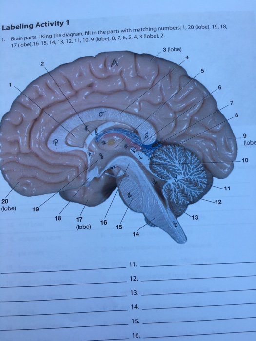 Brain parts Using the diagram, fill in the parts with | Chegg.com