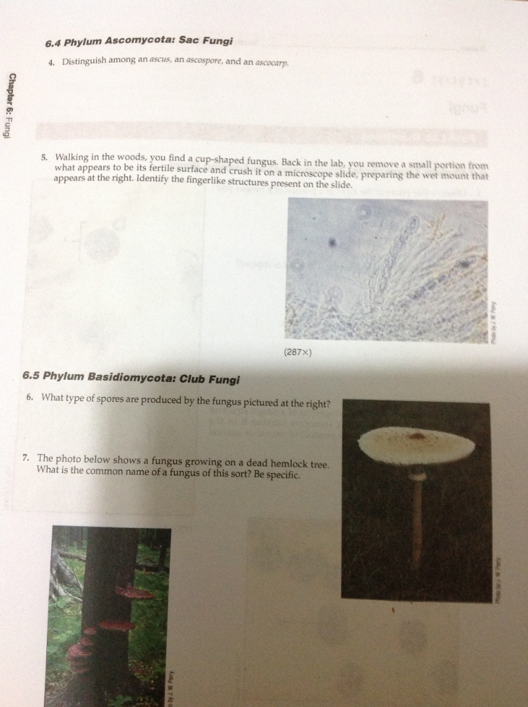Solved Section Number Name EXERCISE 6 Fungi Post-Lab | Chegg.com