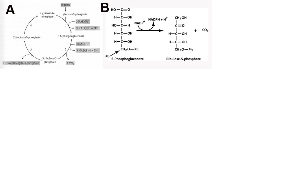 Solved Under aerobic conditions, bacteria degrade glucose | Chegg.com