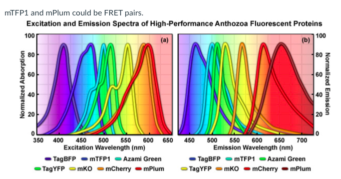 Solved mTFP1 and mPlum could be FRET pairs. Excitation and | Chegg.com