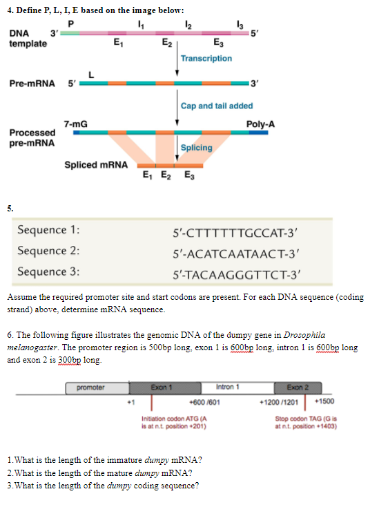 Solved 1. The query sequences of DNA fragments below show | Chegg.com
