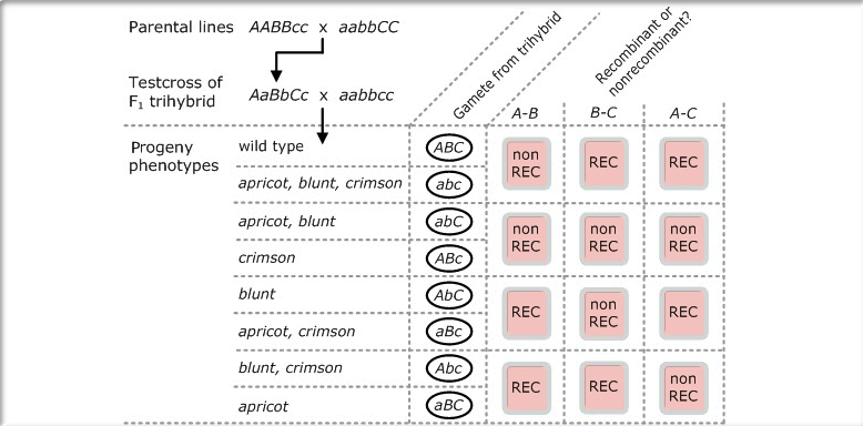 Solved Parental lines AABBcc x aabbCC Testcross of Fi | Chegg.com
