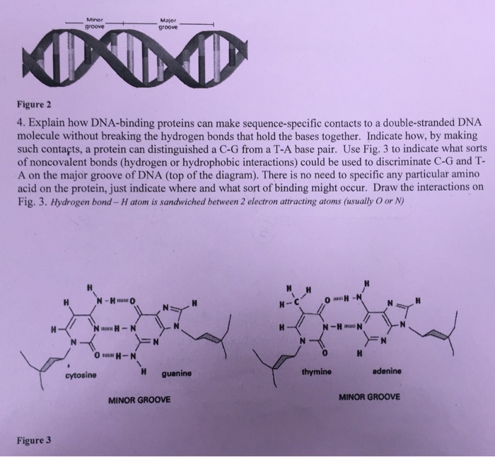 Solved Explain how DNA-binding proteins can make | Chegg.com