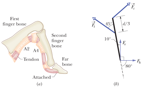 Solved Figure (a) shows details of a finger in the crimp | Chegg.com