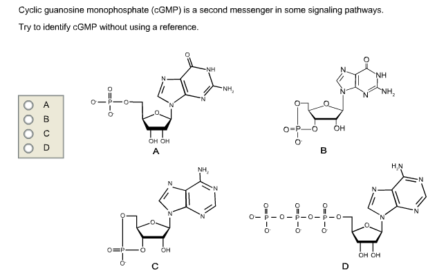 Solved Cyclic guanosine monophosphate (cGMP) is a second | Chegg.com