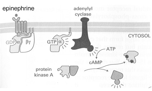 Solved A critical feature of all signaling cascade is that | Chegg.com
