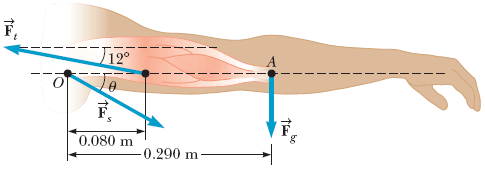 Solved: The Arm In The Figure Below Weighs 42.0 N. The For... | Chegg.com