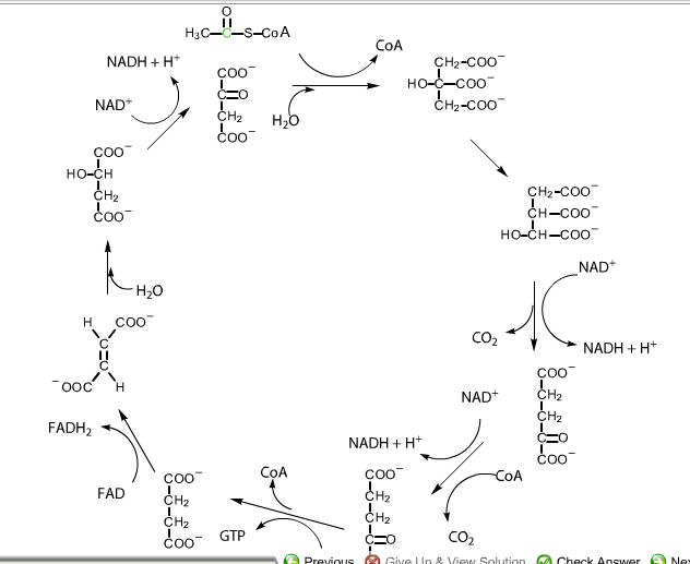 Trace the carbonyl carbon of acetyl-CoA through one | Chegg.com
