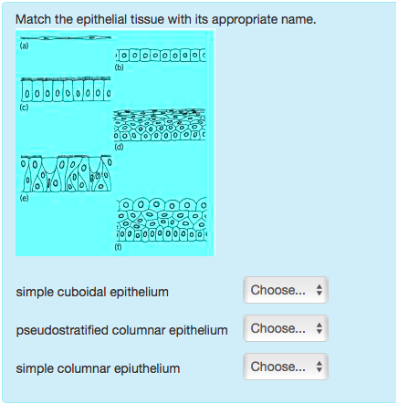 Solved Match the epithelial tissue with its appropriate | Chegg.com