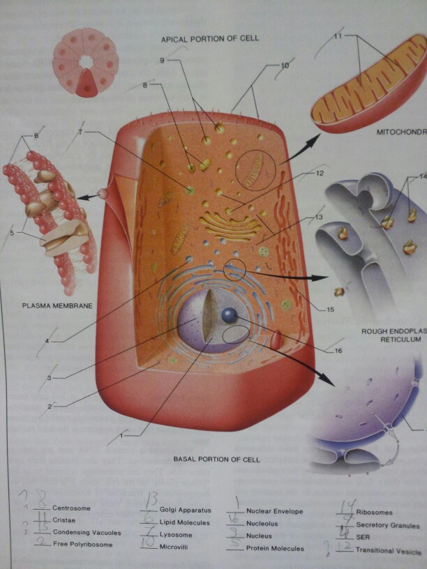 Solved APICAL PORTION OF CELL MITOCHONDR 12 13 7 PLASMA | Chegg.com
