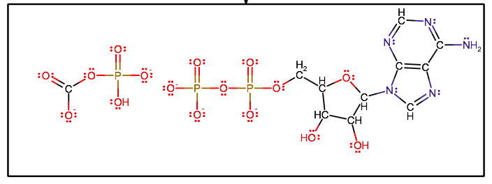 Solved Pyruvate carboxylase is thought to activate CO2 by | Chegg.com