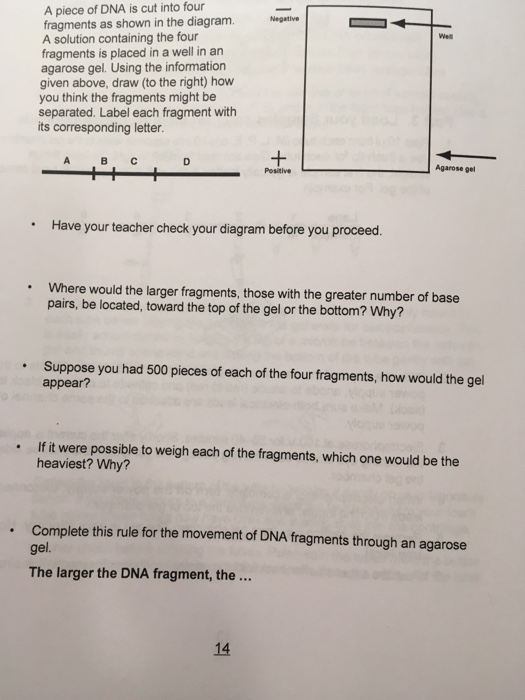 Solved A piece of DNA is cut into four fragments as shown in | Chegg.com