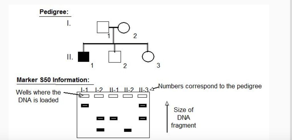 Solved Mutations in the shin gene result in a bone disease | Chegg.com