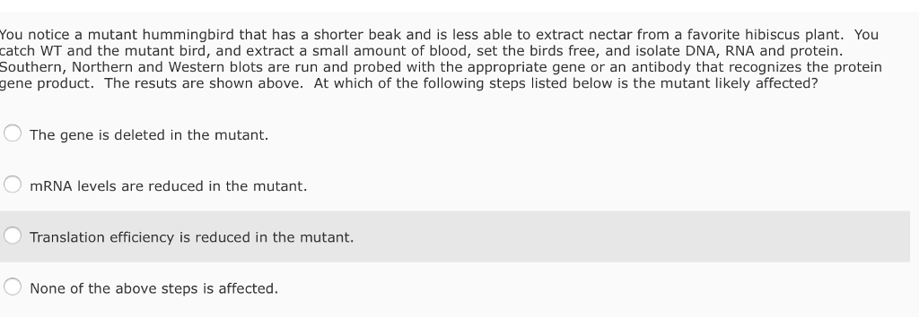 Solved WT mutant WT mutant WT mutant Southern Northern | Chegg.com
