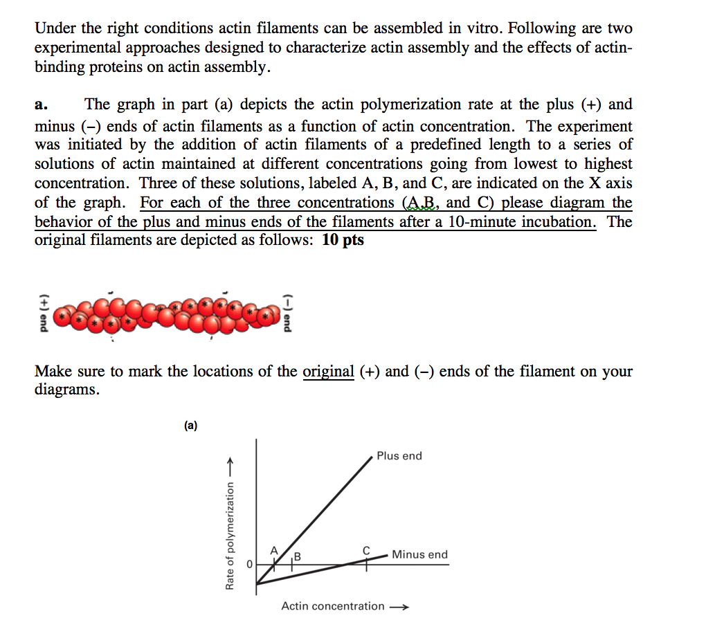 Solved Under The Right Conditions Actin Filaments Can Be