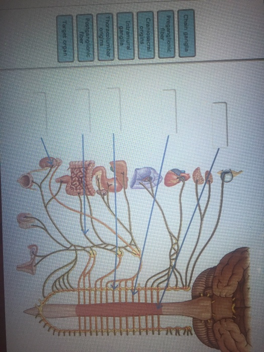 Solved Chain ganglia Preganglionic Craniosacral origins | Chegg.com