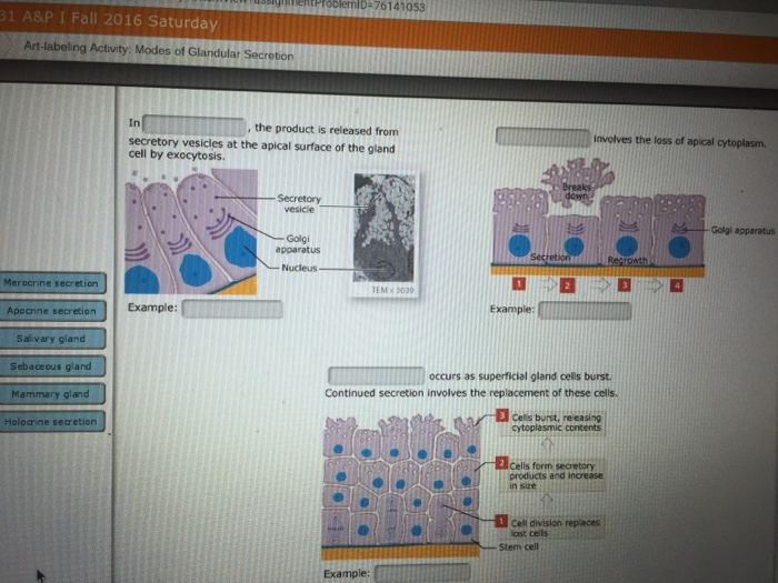 Solved ewassignmentProblemID 76141051 1 A&P I Fall 2016 | Chegg.com