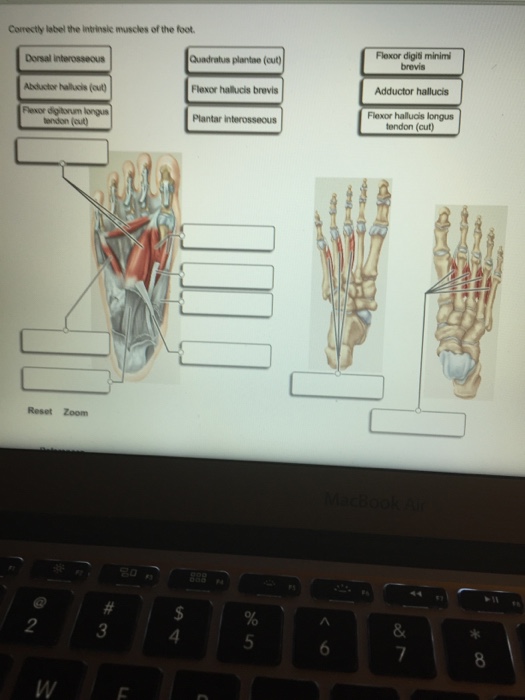 Solved Correctly label the intrinsic muscles of the foot. | Chegg.com