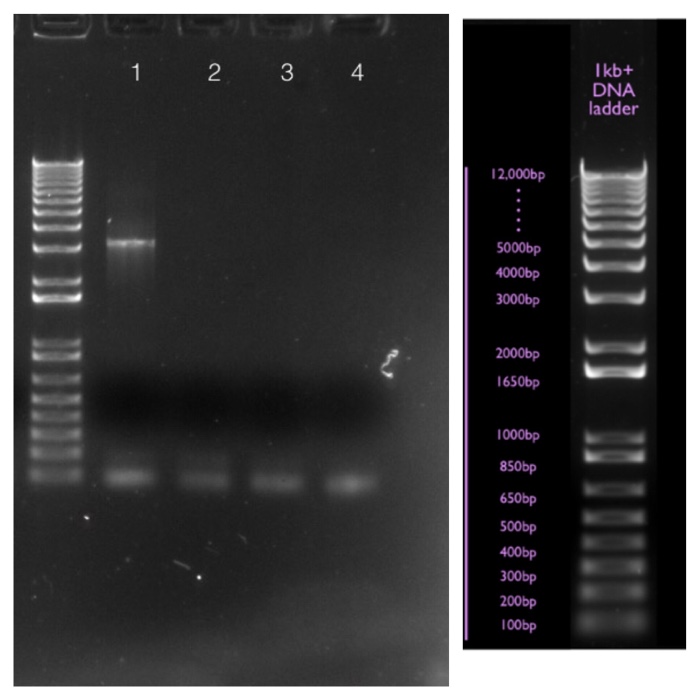 Solved Common practice involves running your PCR products on | Chegg.com