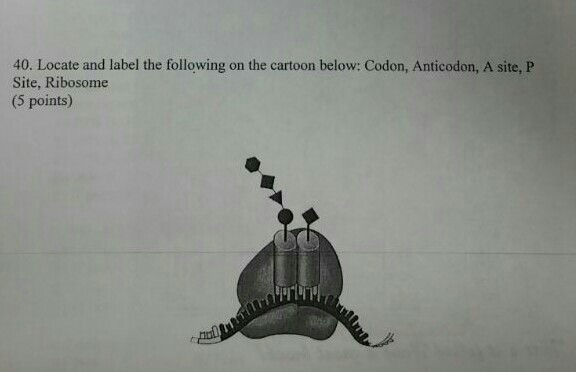 Solved Locate and label the following on the cartoon below: | Chegg.com