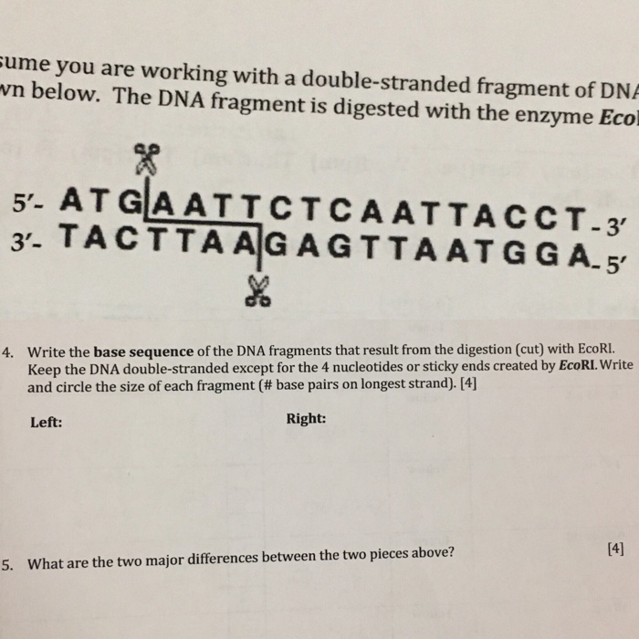 Solved Write the base sequence of the DNA fragments that | Chegg.com Solved Write the base sequence of the DNA fragments that | Chegg.com