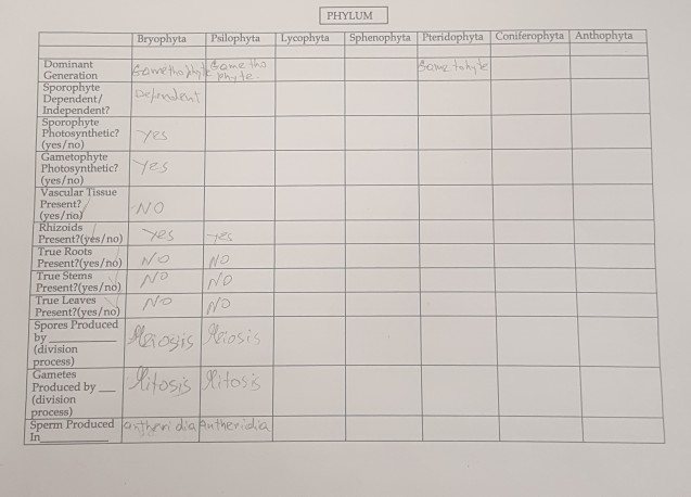 Solved PHYLUM Bryophyta Psilophyta Lycophyta Sphenophyta | Chegg.com