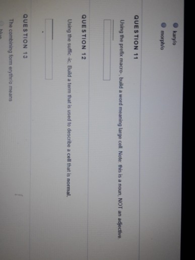 Solved O karylo O morph/o QUESTION 11 Using the prefix | Chegg.com