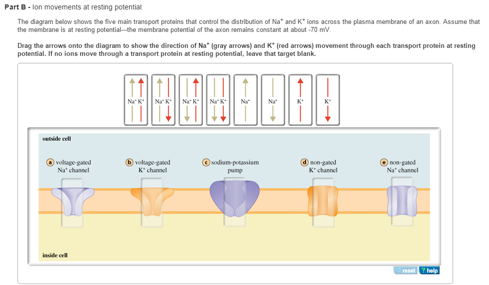 Ion Movements At Resting Potential Mastering Biology