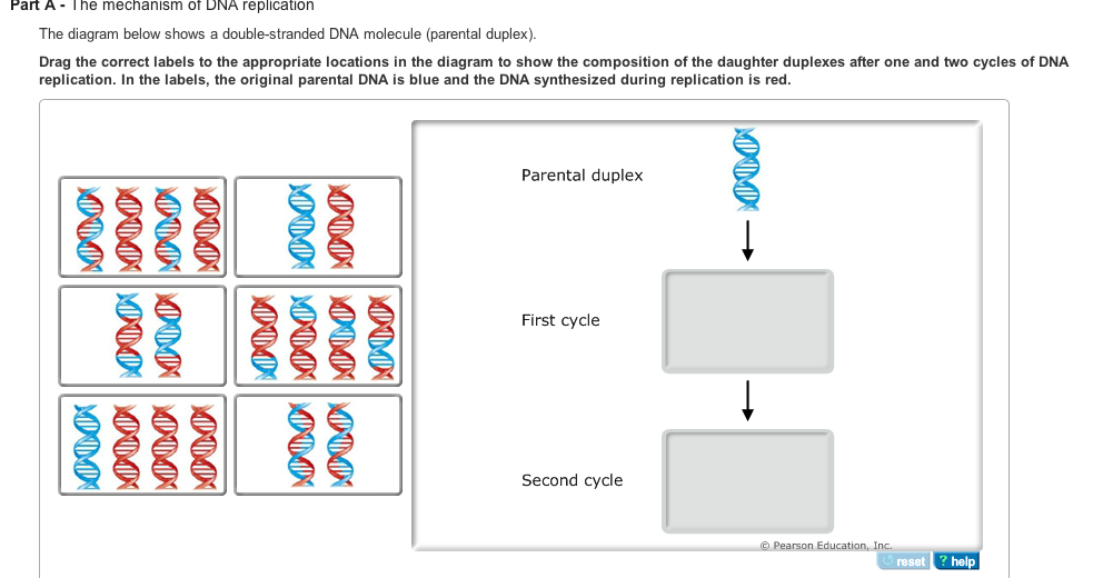 The Diagram Below Shows A Double Stranded Dna Molecule Parental Duplex ... The Diagram Below Shows A Double Stranded Dna Molecule Parental Duplex ...