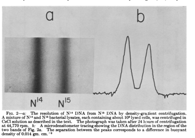 Solved 14 15 FIG. 2-a: The resolution of N" DNA from N" DNA | Chegg.com