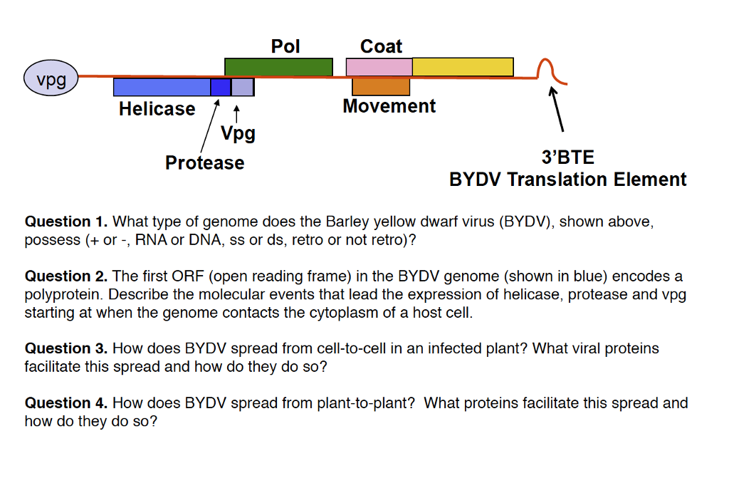 Solved What type of genome does the Barley yellow dwarf | Chegg.com