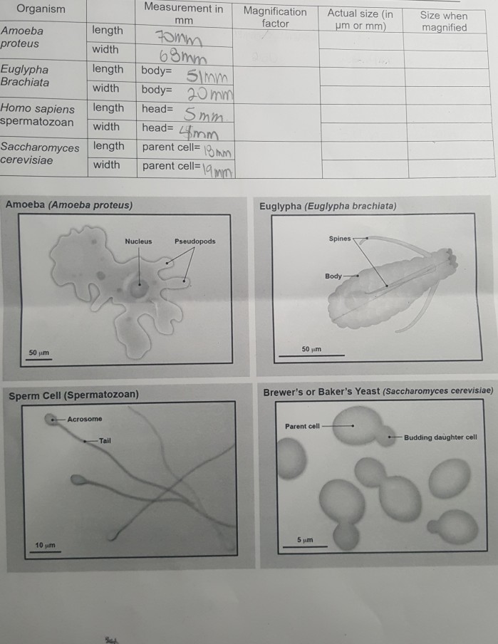 Solved Measurement Organism Amoeba proteus in Magnification | Chegg.com