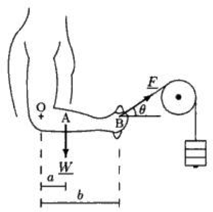 Solved The weight in the weight pan stretches the cable and | Chegg.com