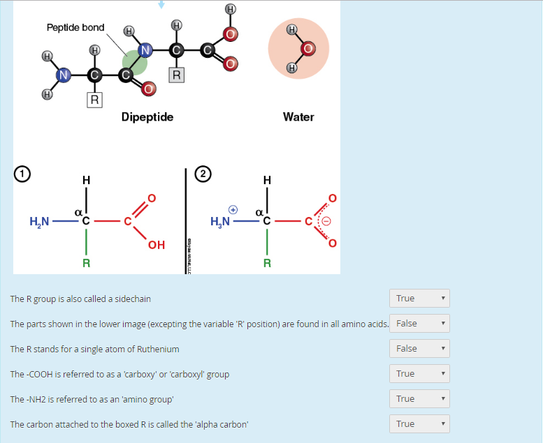 Solved The R group is also called a sidechain The parts | Chegg.com