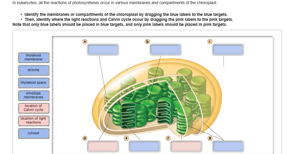 Part D Chloroplast Structure And Function