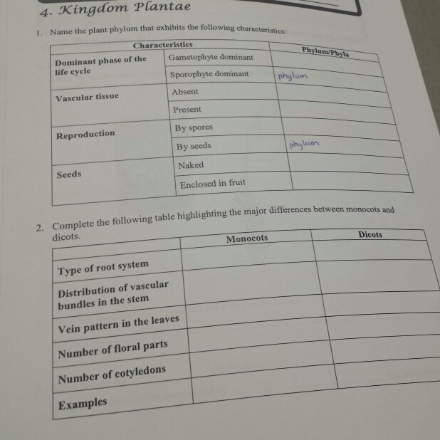 Solved Name the plant phylum that exhibit the follow | Chegg.com