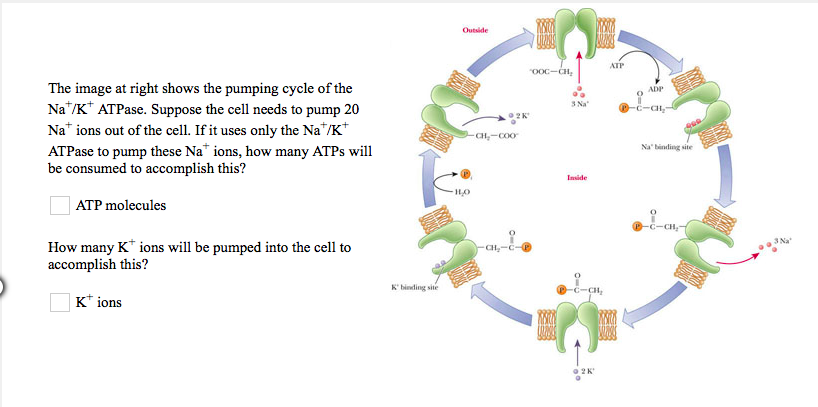 Solved Outside ATP OOC-CH The image at right shows the | Chegg.com