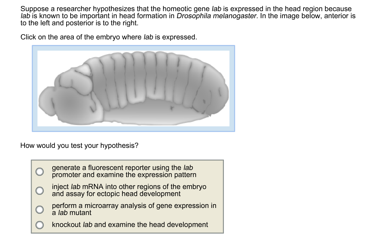 Solved Suppose a researcher hypothesizes that the homeotic | Chegg.com