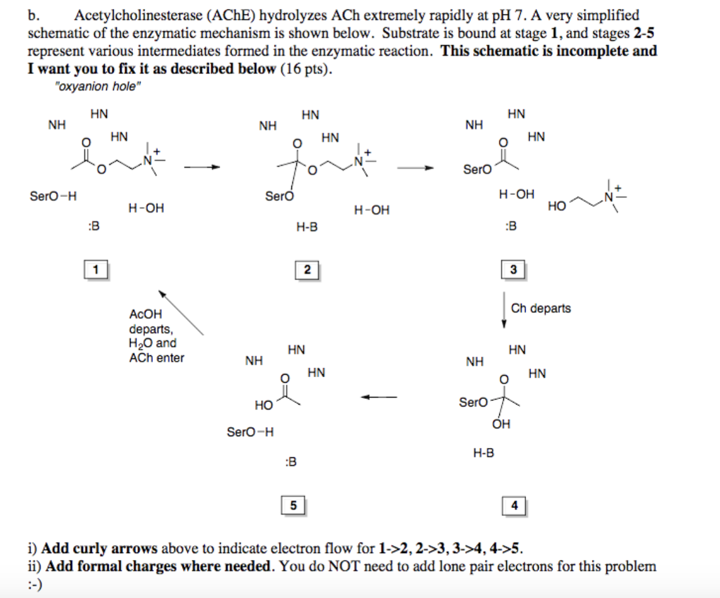 Solved b.Acetylcholinesterase (AChE) hydrolyzes ACh | Chegg.com