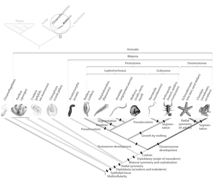 Solved QUESTION 22 Which morphological trait evolved more | Chegg.com