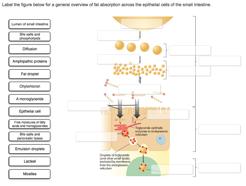 Solved Label the figure below for a general overview of fat | Chegg.com