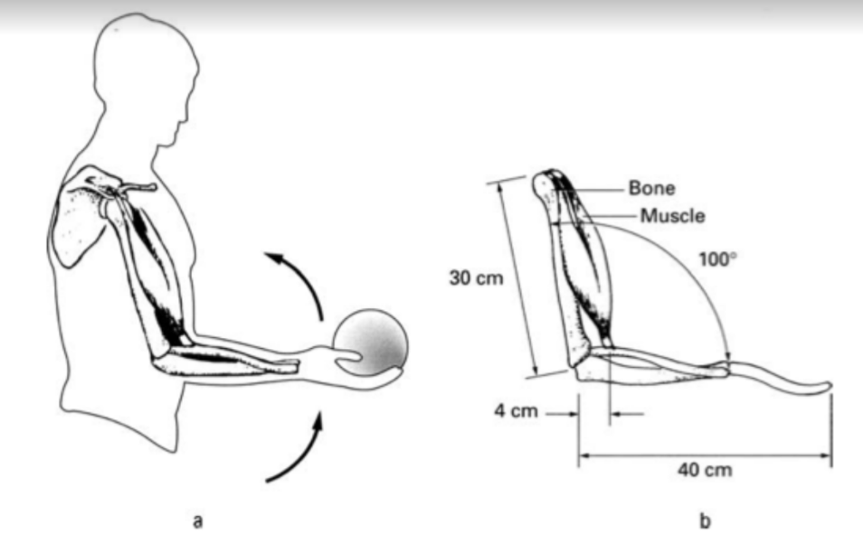 Solved The following is a simplified lever-model for the | Chegg.com