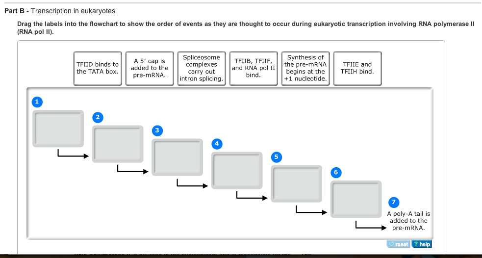 Transcription Flow Chart - Ponasa
