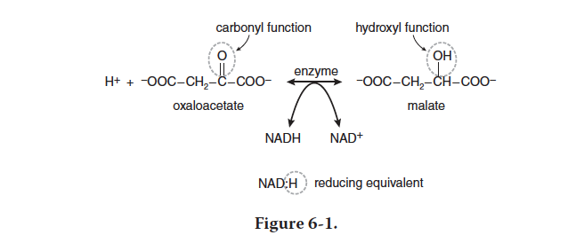 Solved Our experiment this week will test whether malate | Chegg.com