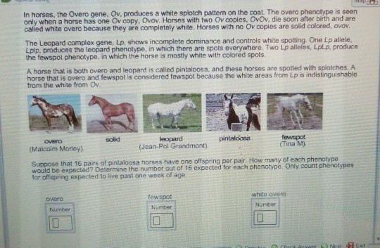 Solved In horses, the Overo gene, Ov, produces a white | Chegg.com