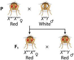 Solved In a test of his chromosome theory of heredity, | Chegg.com