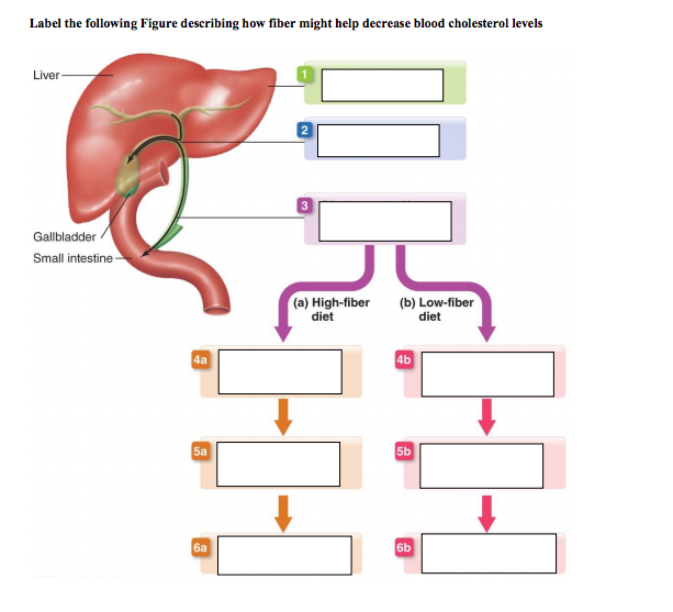 Solved Label the following Figure describing how fiber might | Chegg.com