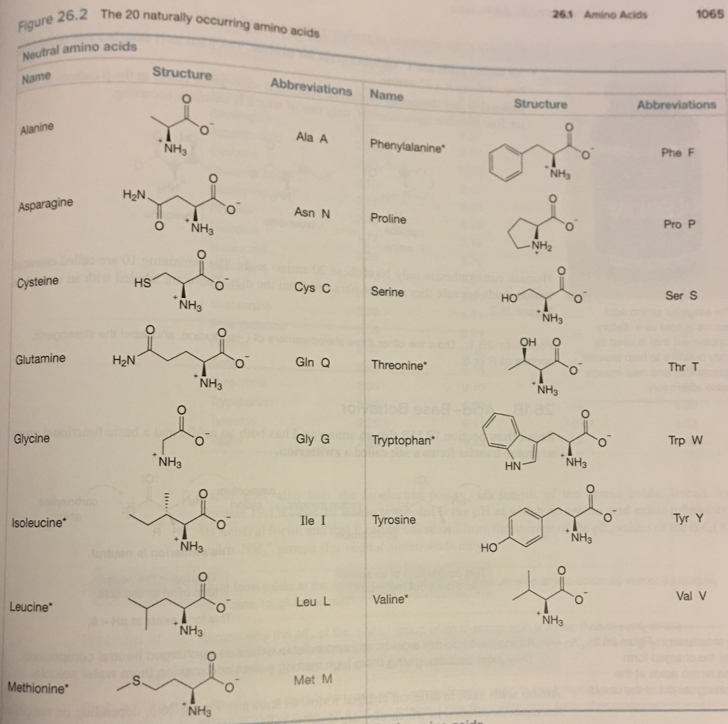 What Are The 20 Naturally Occurring Amino Acids at Matthew Alvarez blog