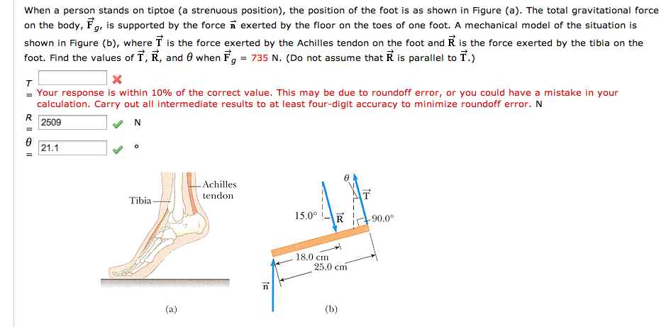 Solved When a person stands on tiptoe (a strenuous | Chegg.com