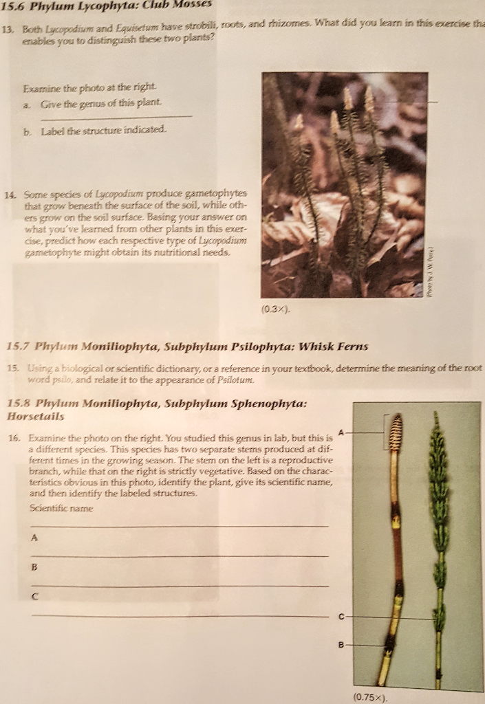 10. Walking along a stream in a damp forest, you see | Chegg.com